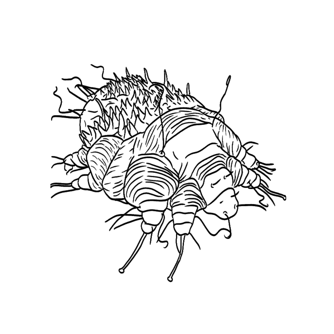 Skabb - Sex og samfunn